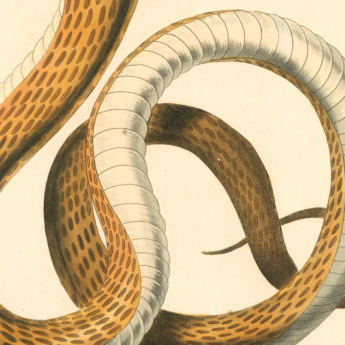 James Forbes : Cobra de Capello – Red Earth